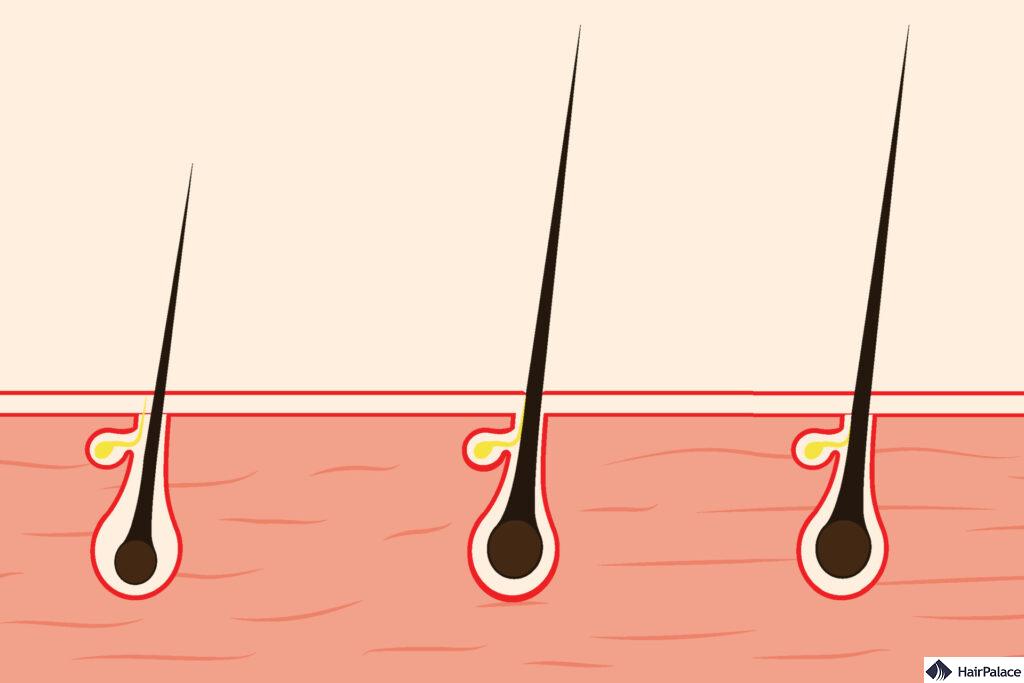The Hair Growth Cycle: Understanding the 4 Stages