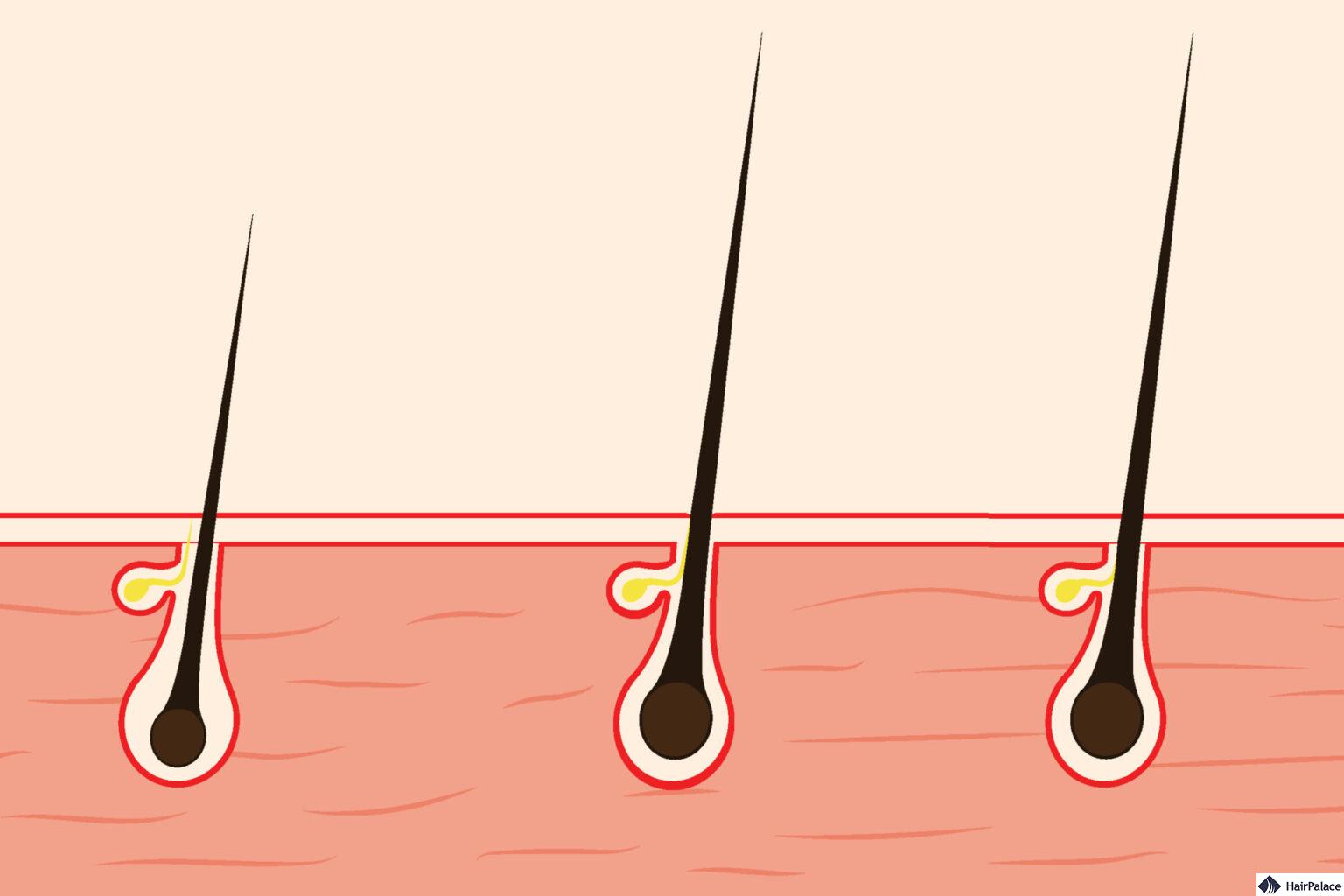 The Hair Growth Cycle: Understanding the 4 Stages