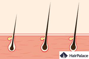 The Hair Growth Cycle: Understanding the 4 Stages