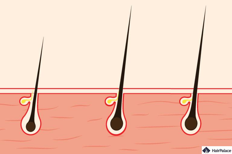 The Hair Growth Cycle: Understanding the 4 Stages