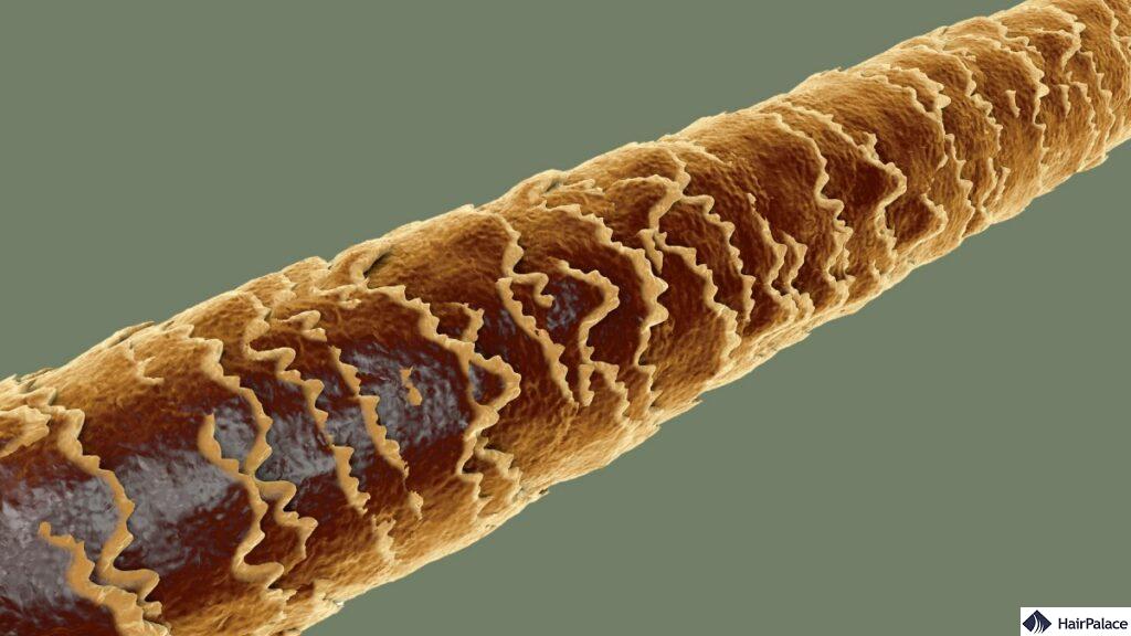 Hair Structure: What is Your Hair Made Of? [Explanation]