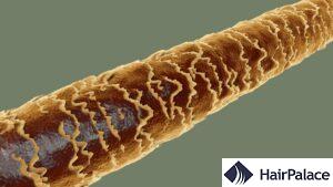 Hair Structure: What is Your Hair Made Of? [Explanation]