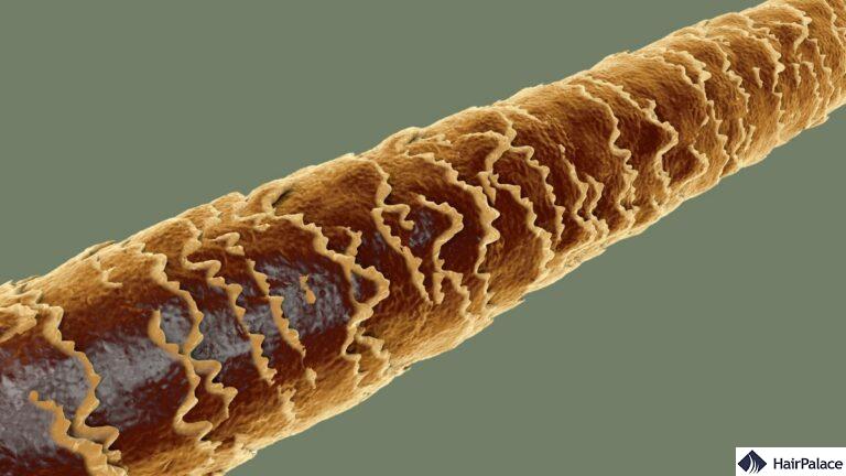 Hair Structure | What is Your Hair Made Of? [Explanation]