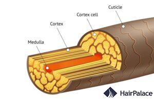Hair Structure | What is Your Hair Made Of? [Explanation]