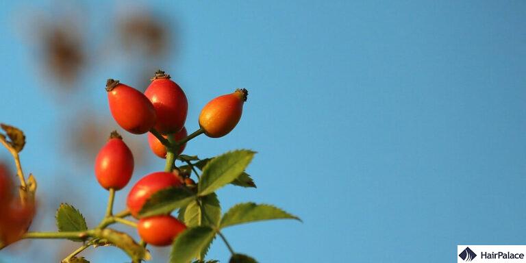 Rosehip Oil for Hair: Pros and Cons